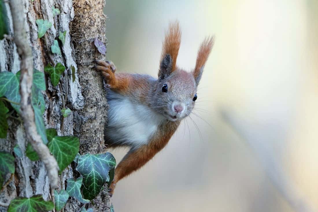 Leadership Lessons From a Squirrel - Perla Coaching